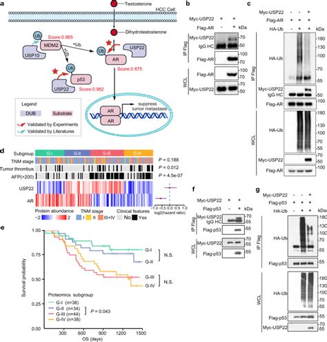 A Protein Sequence Based Deep Transfer Learning Framework For Identifying Human Proteome Wide
