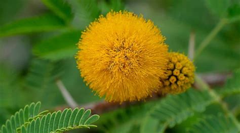 Yellow Flowering Trees And Shrubs For Your Garden