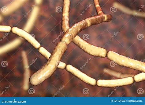 Bacillus Subtilis Gram Positive Bacteria Used As Fungicides On Plants