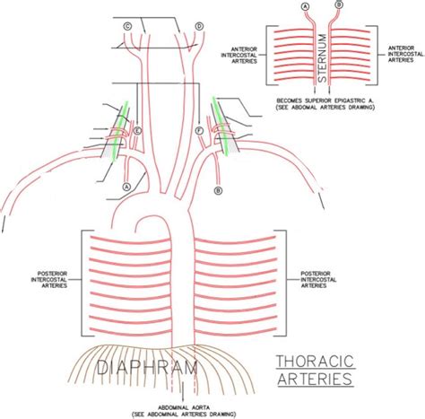 Thoracic Arteries Diagram Quizlet