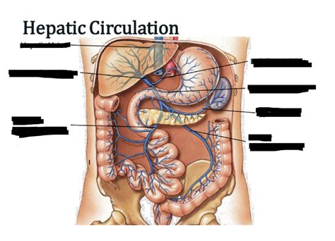 Diagram Of Hepatic Circulation Veins Quizlet