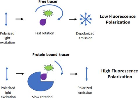 Figure 1 From Fluorescence Polarization Assays For Organic Compounds In Food Safety Semantic