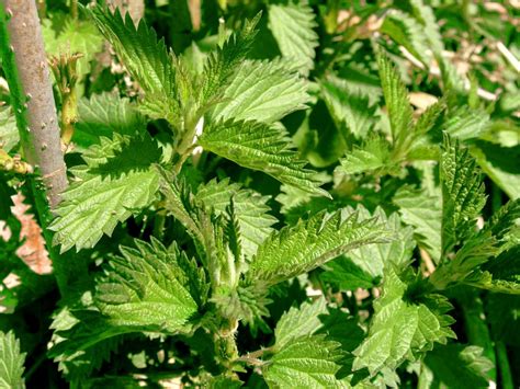 Stinging Nettle Natural Multivitamin Homestead Diet