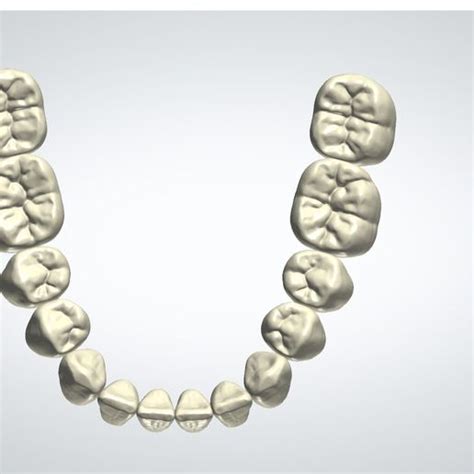 🩻 3shape Open Library Ap Natural・ 3d File For 3d Printing・cults