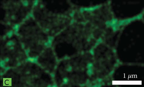 Eds Elemental Analysis For C3 Compound Different Elements Is Displayed