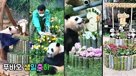 푸바오 생일축하 건강하고 행복하자 한살 두살 세살 네살 Youtube