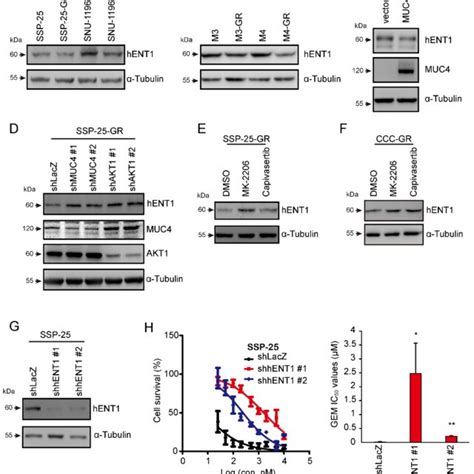 Muc4 Akt1 Axis Mediated Upregulation Of Hent1 Decreased Gem Sensitivity Download Scientific