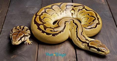 170 Funny Python Puns And Jokes One Liner 2025