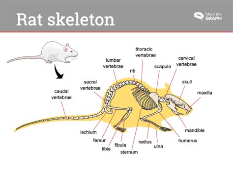 Rat Skeletal Diagram