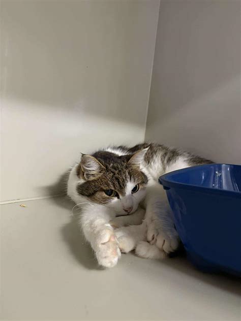 Micka Kočka Pro Tebe