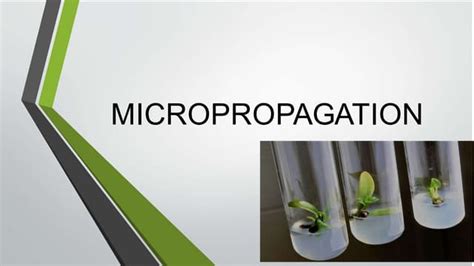 Micropropagation 1doc