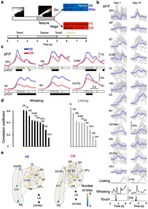 large scale network dynamics across multiple brain regions during