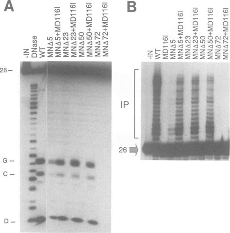 Complementation Between N Terninal Deletion Mutants And An Active Site
