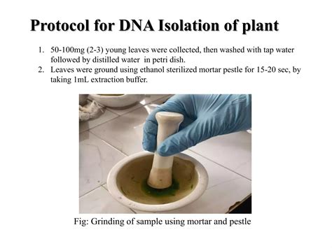 Rna Dna Isolation And Cdna Synthesis Pptx