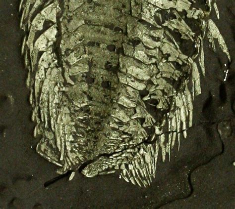 Pyritized Triarthrus Trilobite Pyritized Triarthrus Trilobite