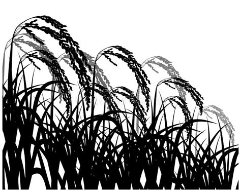 Silhouette Rice Plant On White Background Stock Vector Illustration