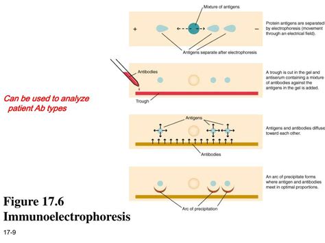 Ppt Immunological Testing Powerpoint Presentation Free Download Id