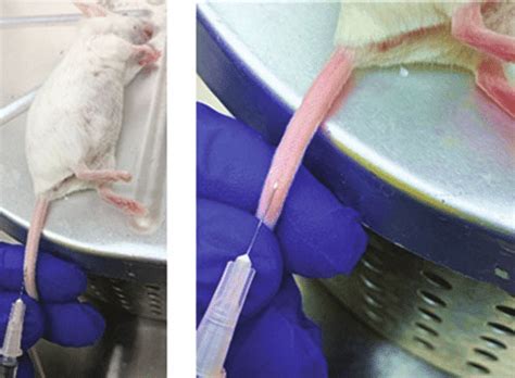 Intravenous Injection With A Restrained And Or Anesthetized Mouse Download Scientific Diagram