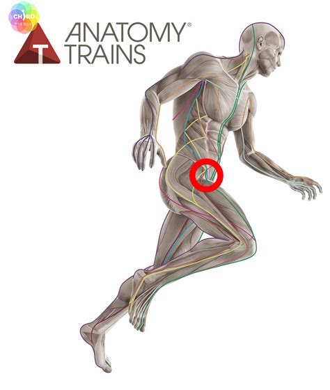 합정 체형교정 카이로헬스교실 Asis전상장골극서혜인대 근막이완을 통해 고관절골반 마사지하기 네이버 블로그