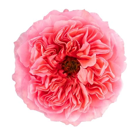 Roses Premium Pink Candy X Pression Savannah Flowers Corp