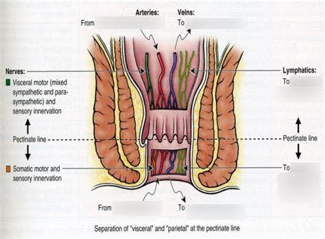 Diagram Of Pectinate Line Differences Quizlet