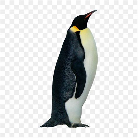Penguin Images Free Hd Backgrounds Pngs Vectors And Illustrations