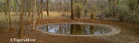 Totalgiving™ Tigers4ever Wildlife Waterhole Projects Tigers4ever