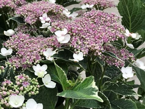 Hydrangea Macrophylla ´light O Day´ ´bailday´ Fe® 2jvst P9 011