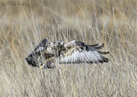 Rough Legged Hawk Emerging From Tall Grasses Feathered Photography