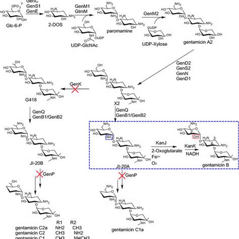 Hplc Elsd Analysis Of Gentamicin Production In Fermentations Gb