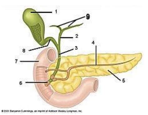 29 Duodenum Of The Small Intestines And Related Organs Diagram Quizlet