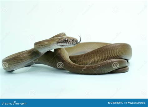 A Papuan Olive Python Is Showing Aggressive Behavior Stock Image