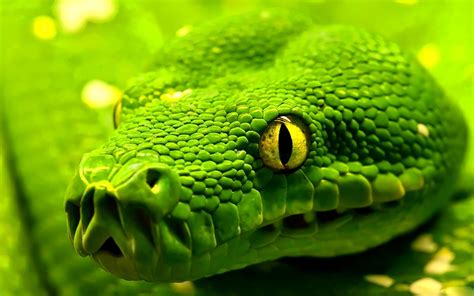 Snake Wallpapers Wallpaper Cave Snake Wallpapers Wallpaper Cave