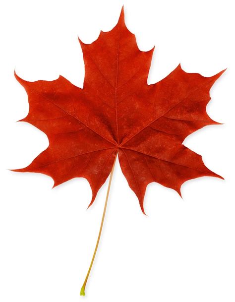 Why Is The Symbol Of The Maple Leaf On The Canada Flag