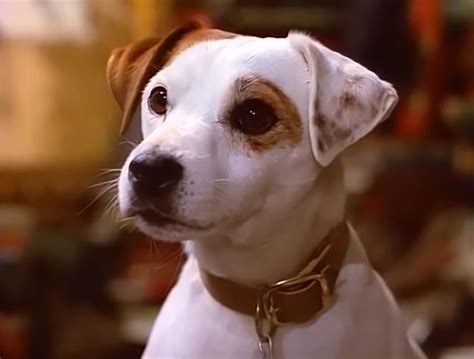 Wishbone Character Wishbone Wiki Fandom Powered By Wikia
