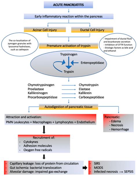 Exploring The Pathophysiology Of Acute Pancreatitis Insights And Implications Ask The Nurse