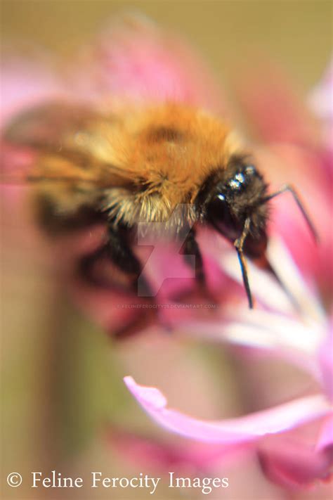Brown Bee By Felineferocity26 On Deviantart