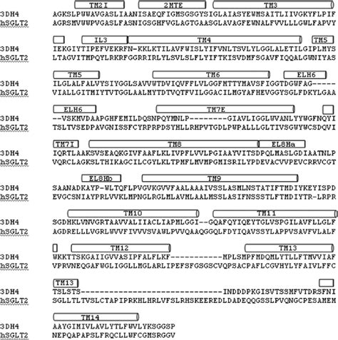 The Pair Wise Sequence Alignment Between Vsglt Pdbid 3dh4 And Hsglt2 Download Scientific
