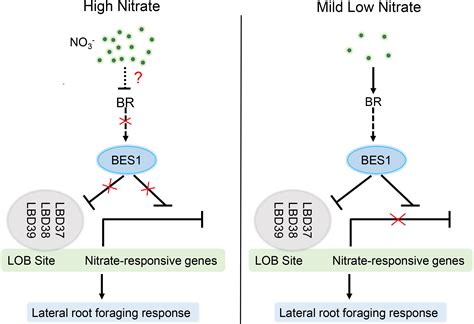 Frontiers Interaction Of Bes1 And Lbd37 Transcription Factors