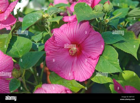 Swamp Rose Mallow Rose Mallow Hibiscus Moscheutos Luna Blush