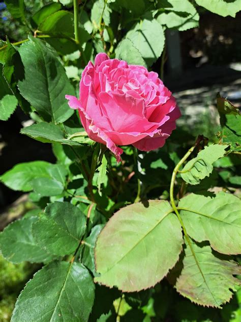 Saeedeh Ahmadzadeh On Linkedin شازده کوچولو گفت گل من گاهی بداخلاق و کم حوصله و مغرور بود