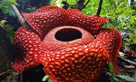 Download Gambar Bunga Raflesia Arnoldi 55 Koleksi Gambar