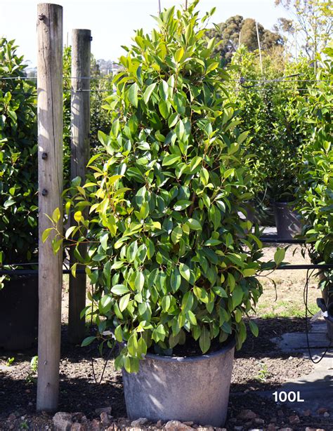 Ficus Obliqua Figaro Compact Hedging Fig