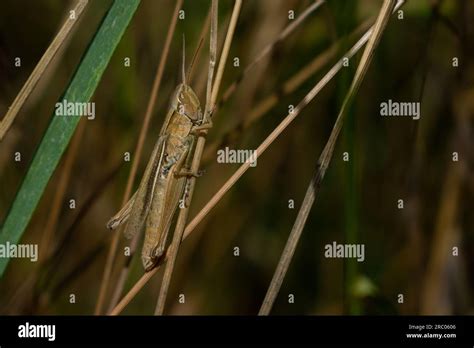 Common Field Grasshopper Chorthippus Brunneus At Gibraltar Point