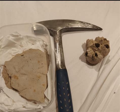 Trace Fossil Wading Bird Likely Eocene And Cirripedia From Most