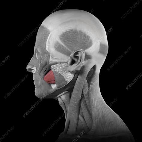 Buccinator And Masseter