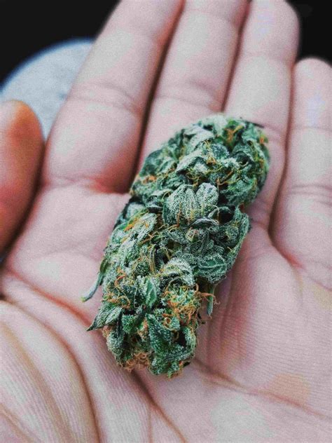Cbd Vs Thc Differences And Benefits