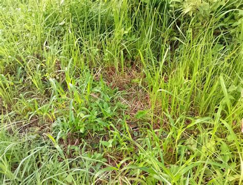 And X22wild Grass In An Empty Yardand X22 Stock Image Image Of Flower