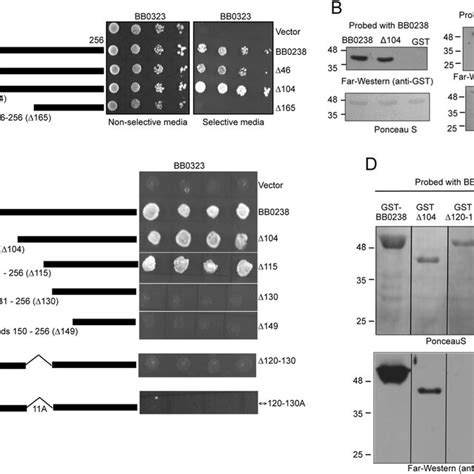 Development Of A High Throughput Screening Compatible And Luciferase