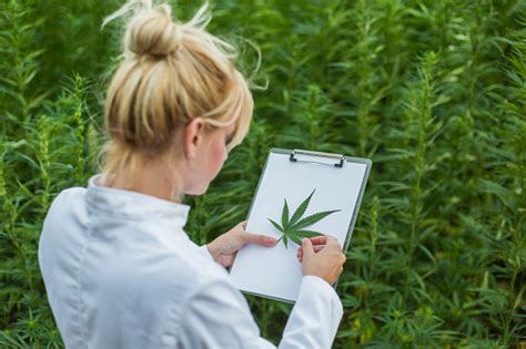 필드에 신선한 Cbd 대마 잎을 들고 메모를 복용 과학자 약용 및 레크리에이션 마리화나 식물 재배 건강관리와 의술에 대한 스톡 사진 및 기타 이미지 Istock